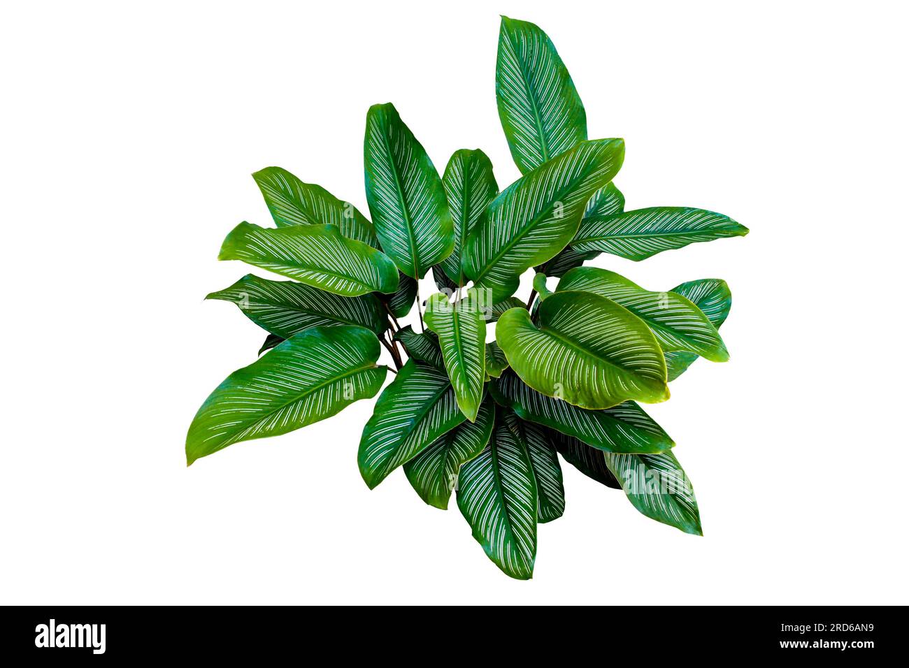 Calathea ornata (Pin-stripe Calathea) Tropical foliage plant popular ...