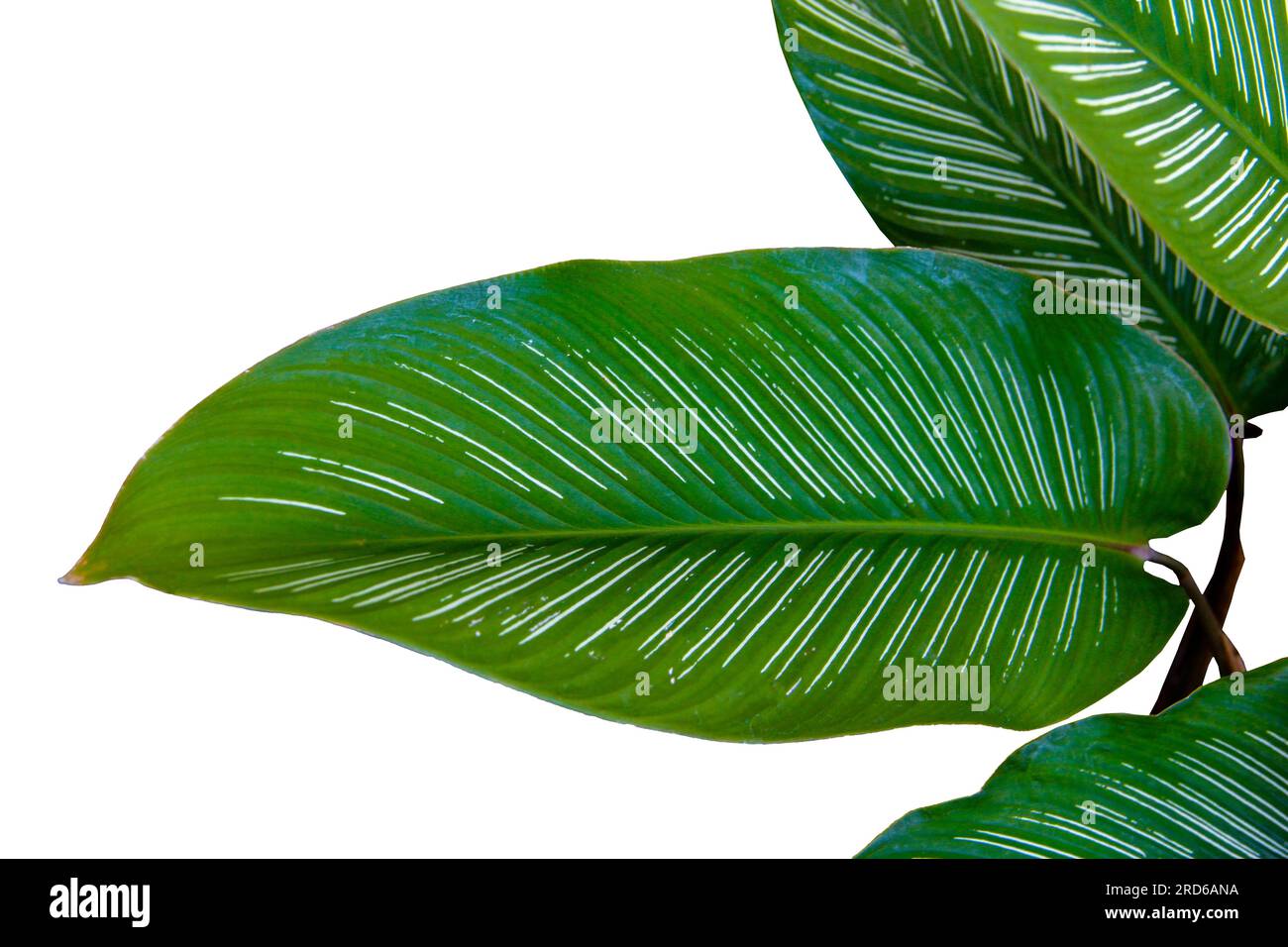 Tropical dark green leaves of Calathea ornata, Pin-stripe Calathea ...