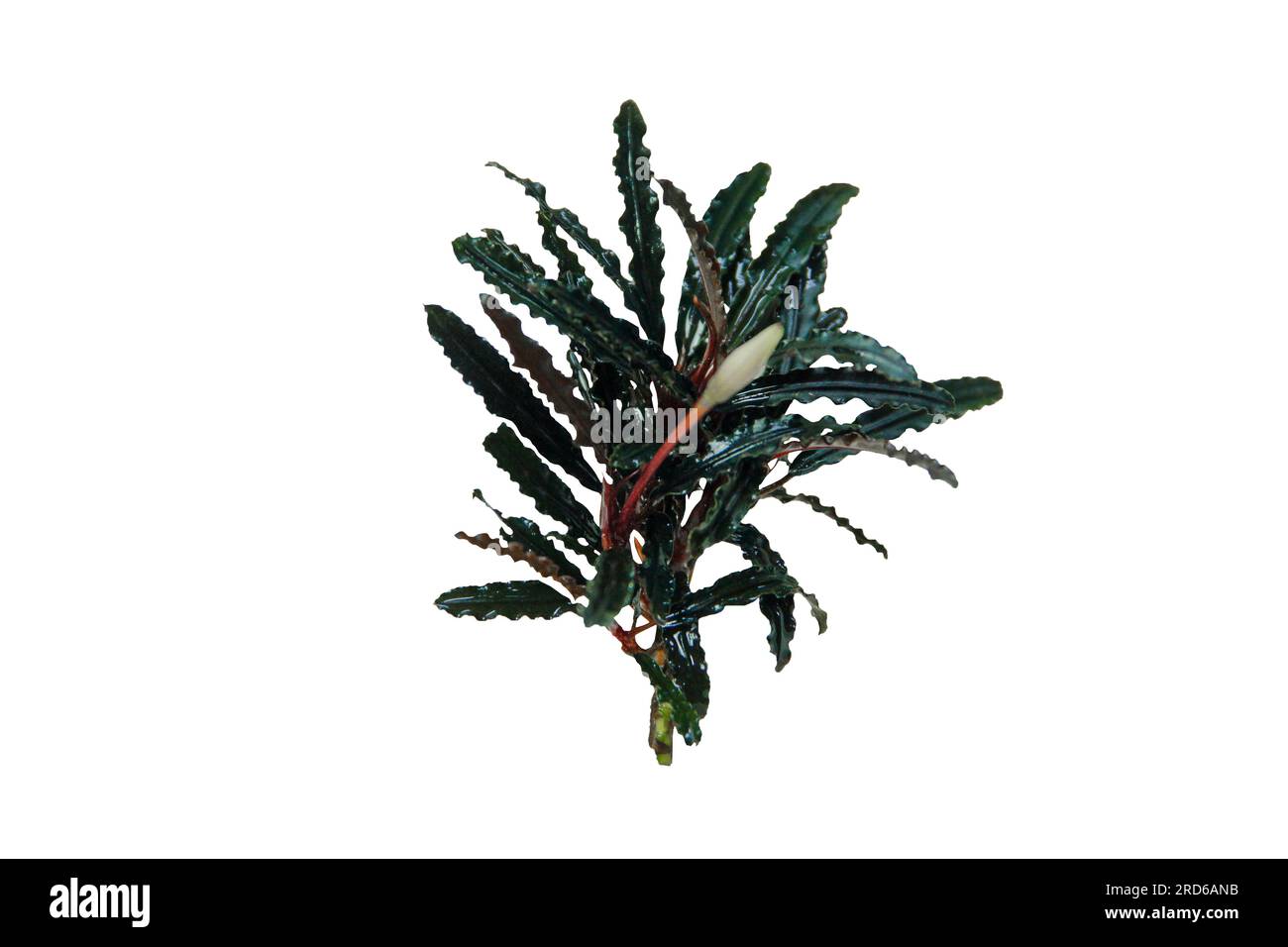 Bucephalandra catherine hi-res stock photography and images - Alamy