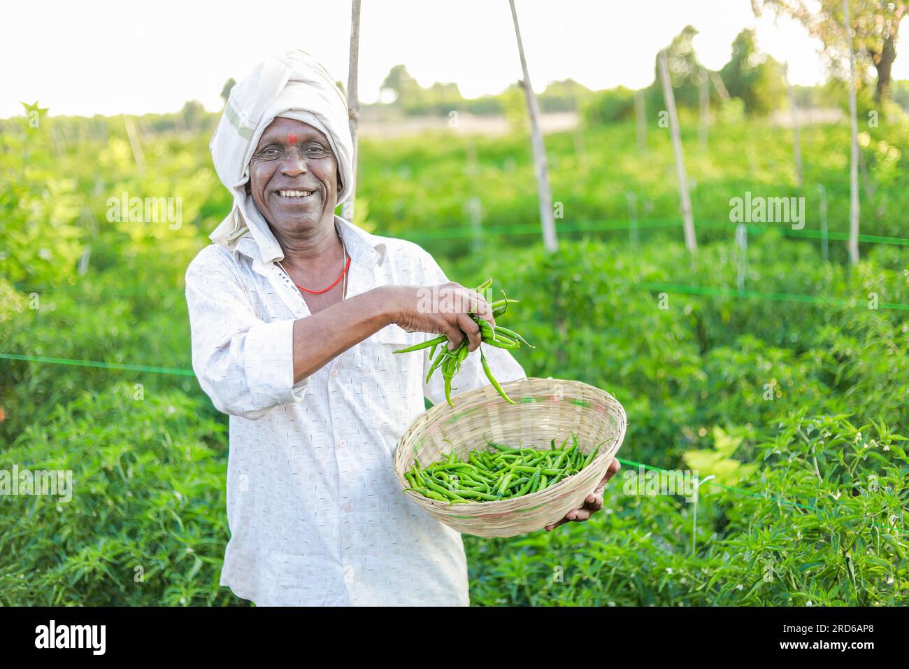 Farmer holding green chilli Basket in hands , harvesting chilli Stock ...