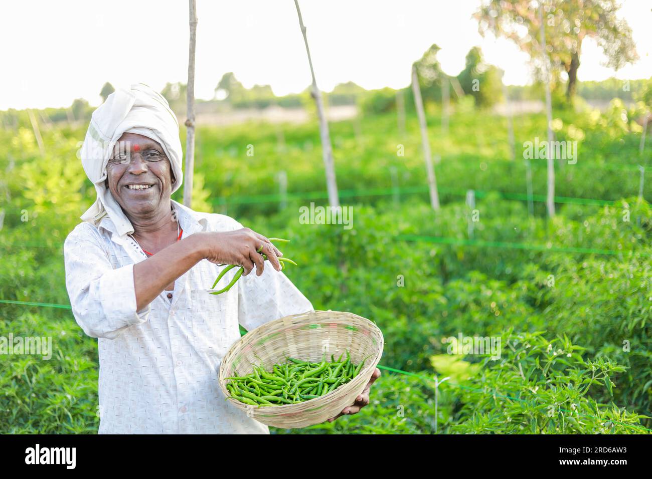 Farmer holding green chilli Basket in hands , harvesting chilli Stock ...