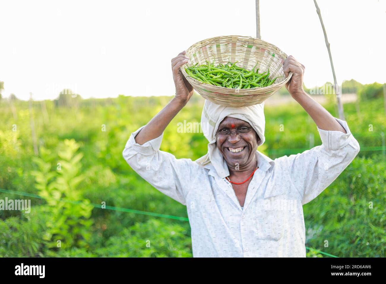 Farmer holding green chilli Basket in hands , harvesting chilli Stock ...
