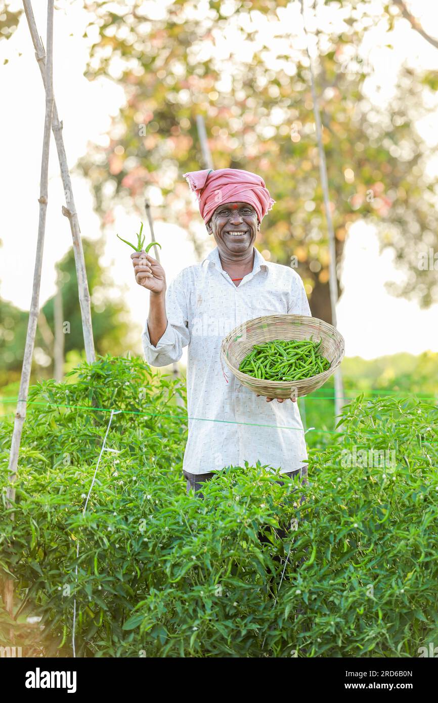 Farmer holding green chilli Basket in hands , harvesting chilli Stock ...