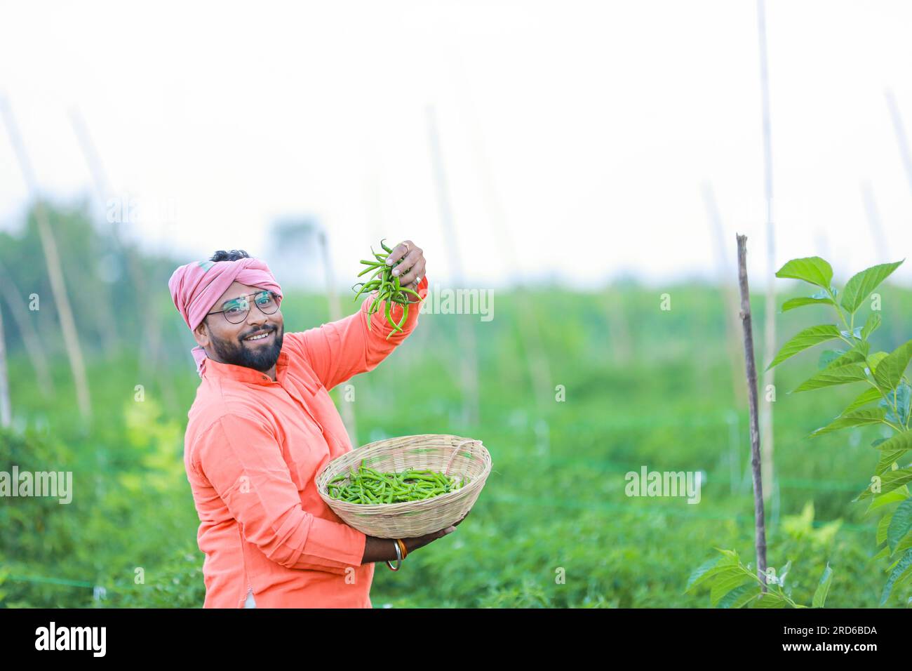 happy Indian farmer standing in green Chilli farm Stock Photo - Alamy