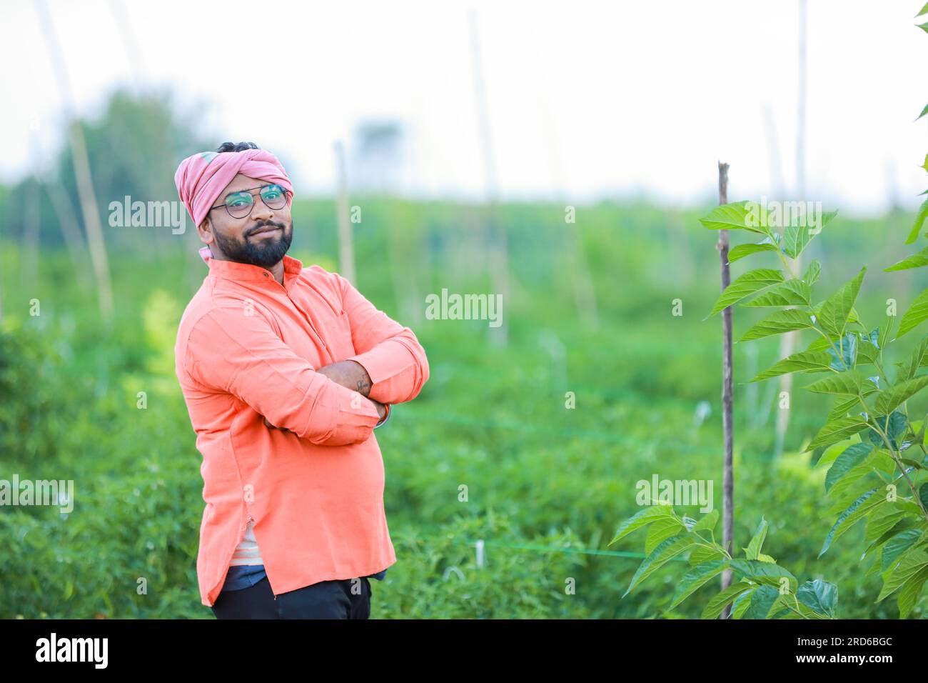 happy Indian farmer standing in green Chilli farm Stock Photo - Alamy