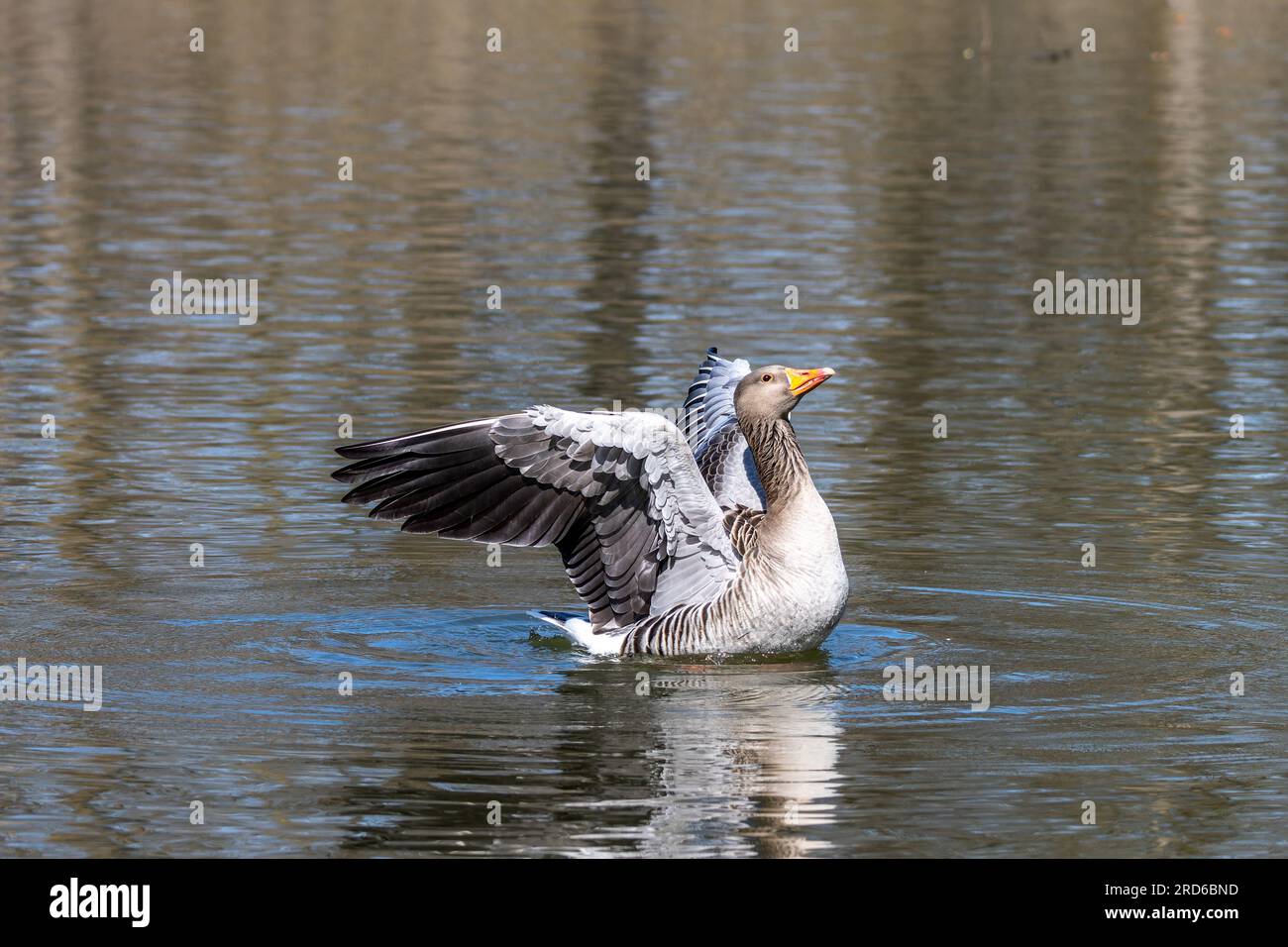 The greylag goose spreading its wings on water. Anser anser is a ...