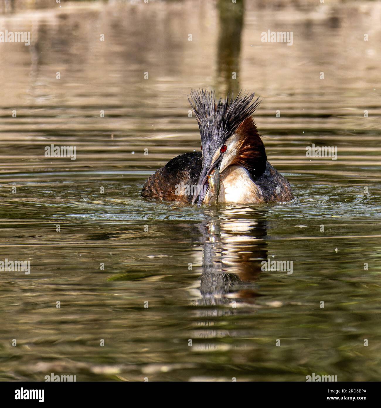 Great Crested Grebe, Podiceps cristatus has caught a fish. Bird with ...