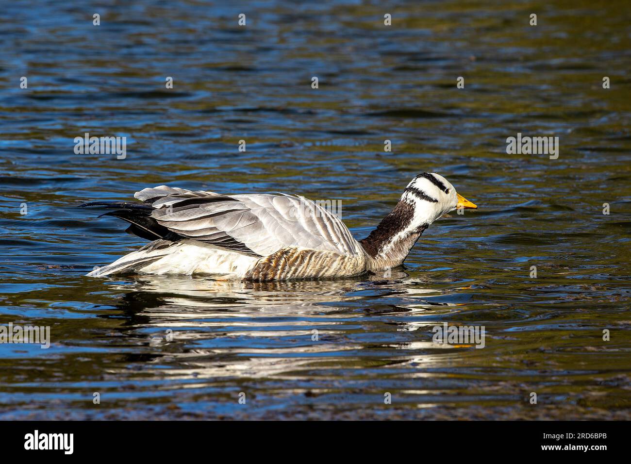 The bar-headed goose, Anser indicus is a goose that breeds in Central ...