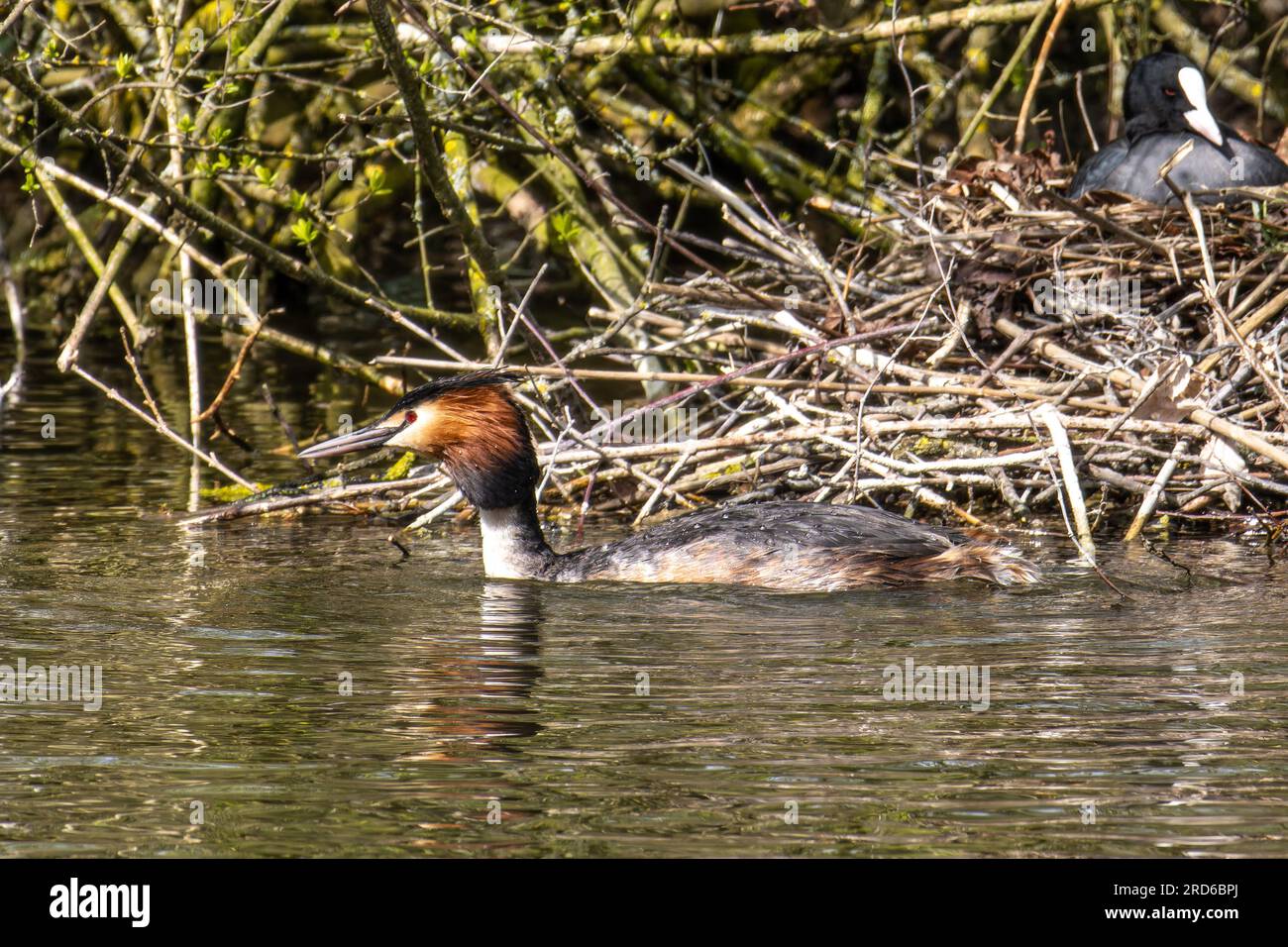 Great Crested Grebe, Podiceps cristatus with beautiful orange colors, a ...