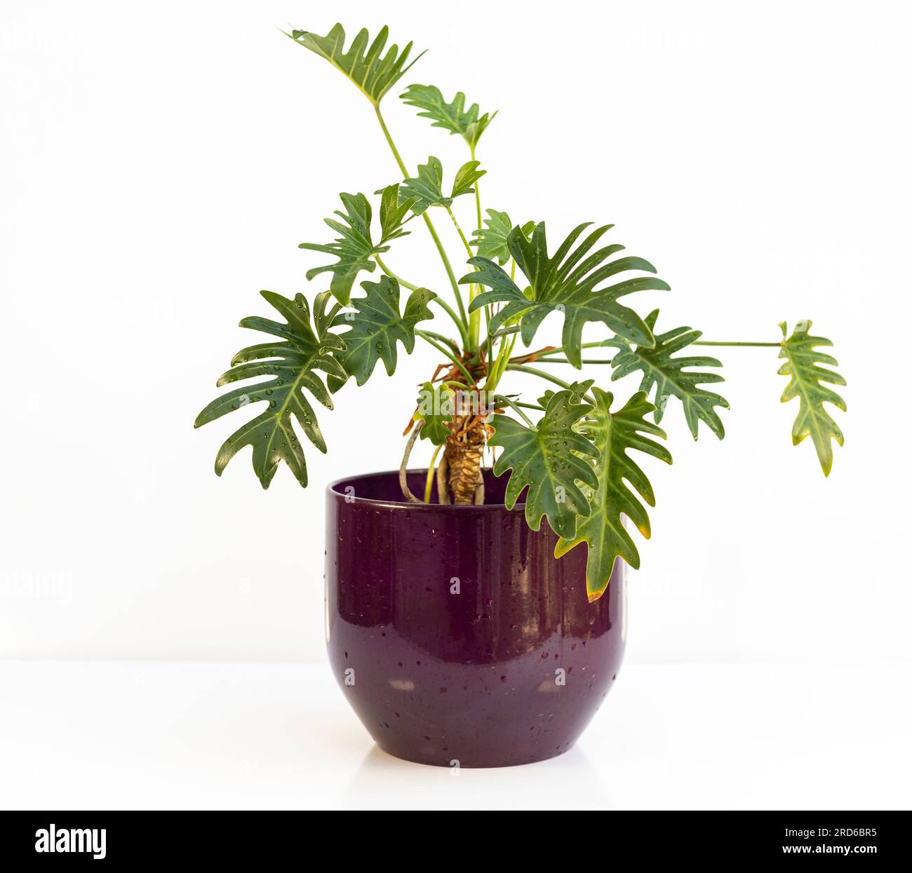 Philodendron Xanadu indoor potted plant isolated on white background ...