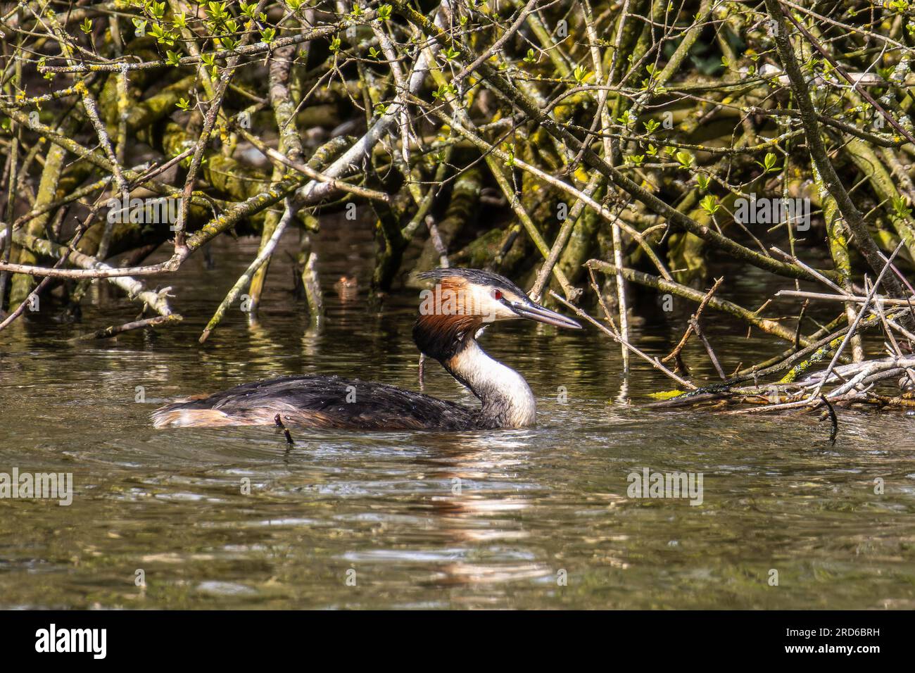 Great Crested Grebe, Podiceps cristatus with beautiful orange colors, a ...