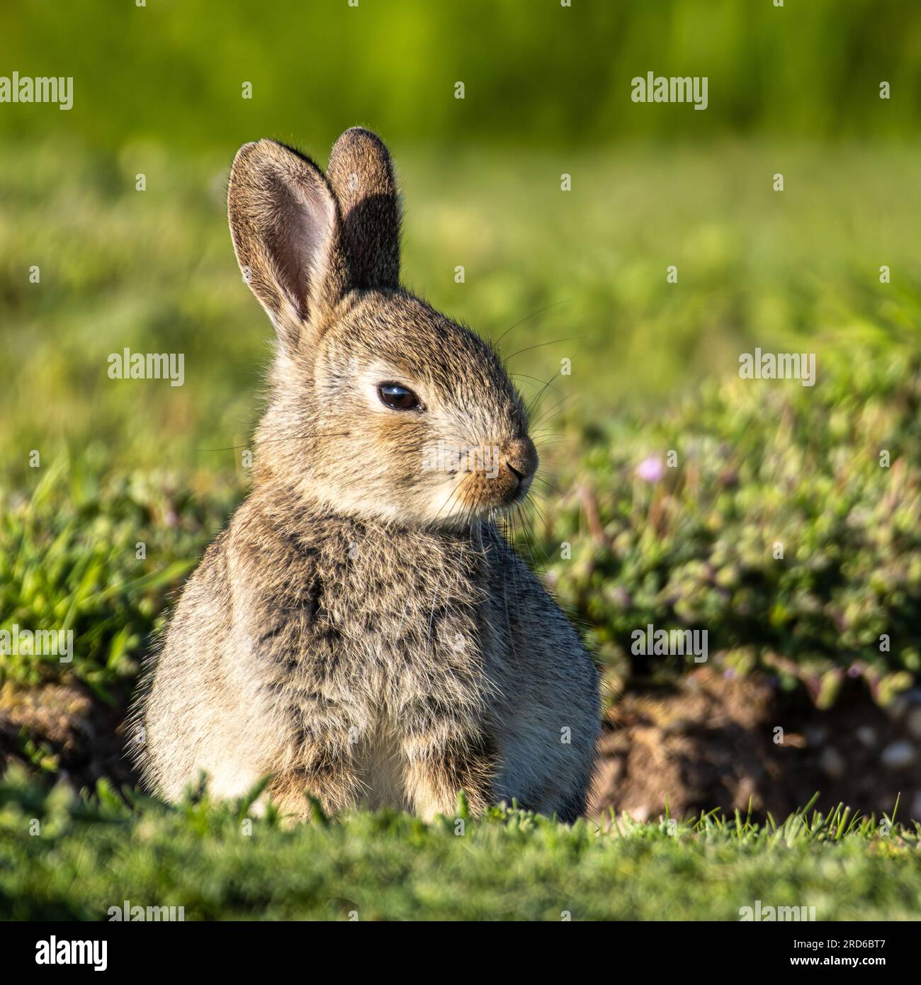 European rabbit, Common rabbit, Bunny, Oryctolagus cuniculus sitting on ...