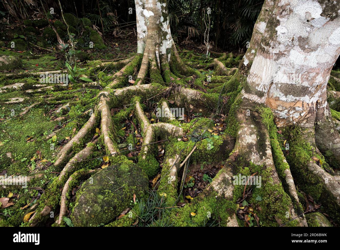 Famous Botanical Japanese Village in tropical rainforest, Bukit Tinggi ...