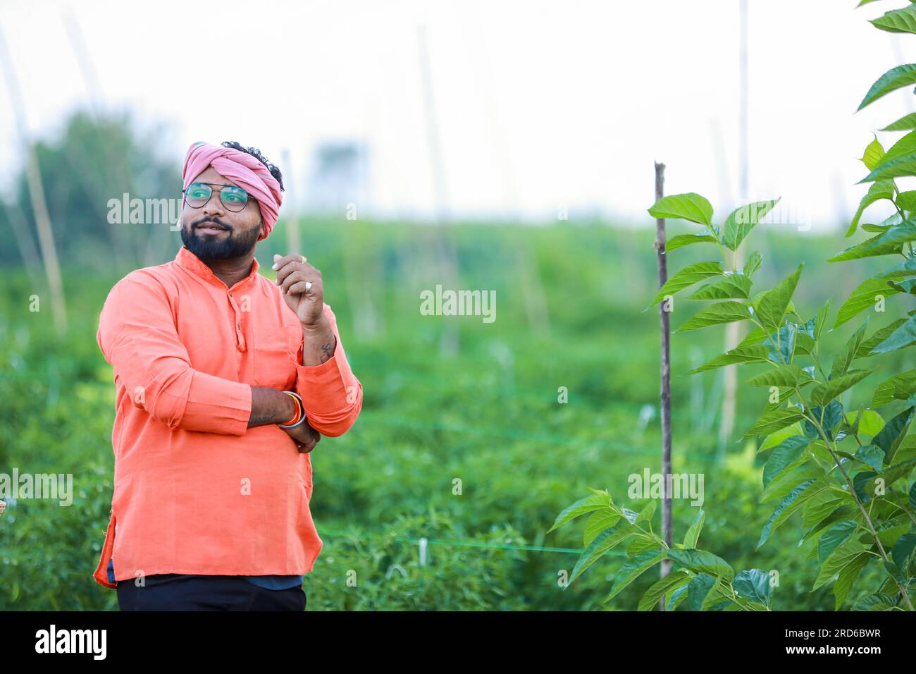 happy Indian farmer standing in green Chilli farm Stock Photo - Alamy