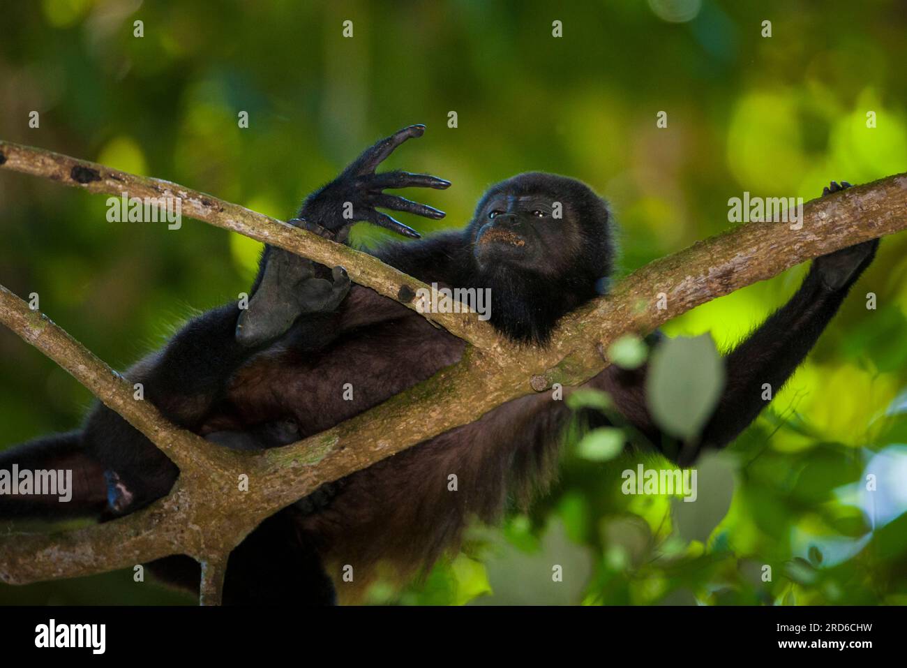 Coiba Howler Monkey, Alouatta coibensis, inside the rainforest at Coiba ...