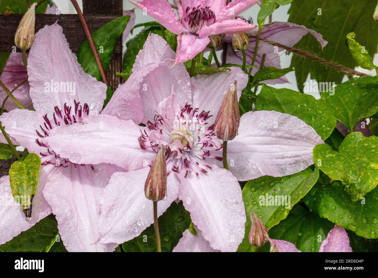 'Multi Pink' Early Large-flowered group, Klematis (Clematis hybrid ...