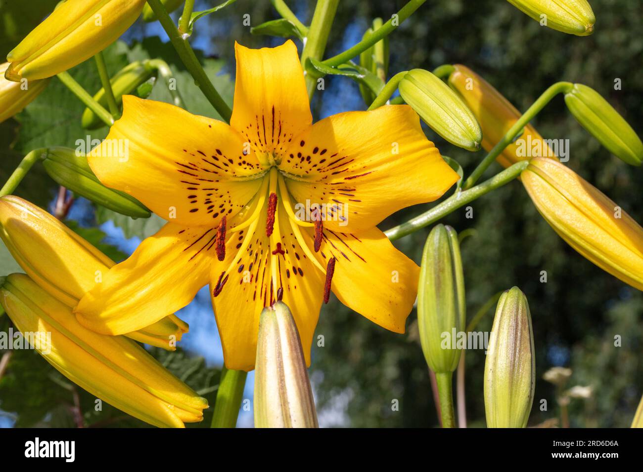 'Yellow Pixels' Asiatic Lily, Asiatisk lilja (Lilium asiatica Stock ...