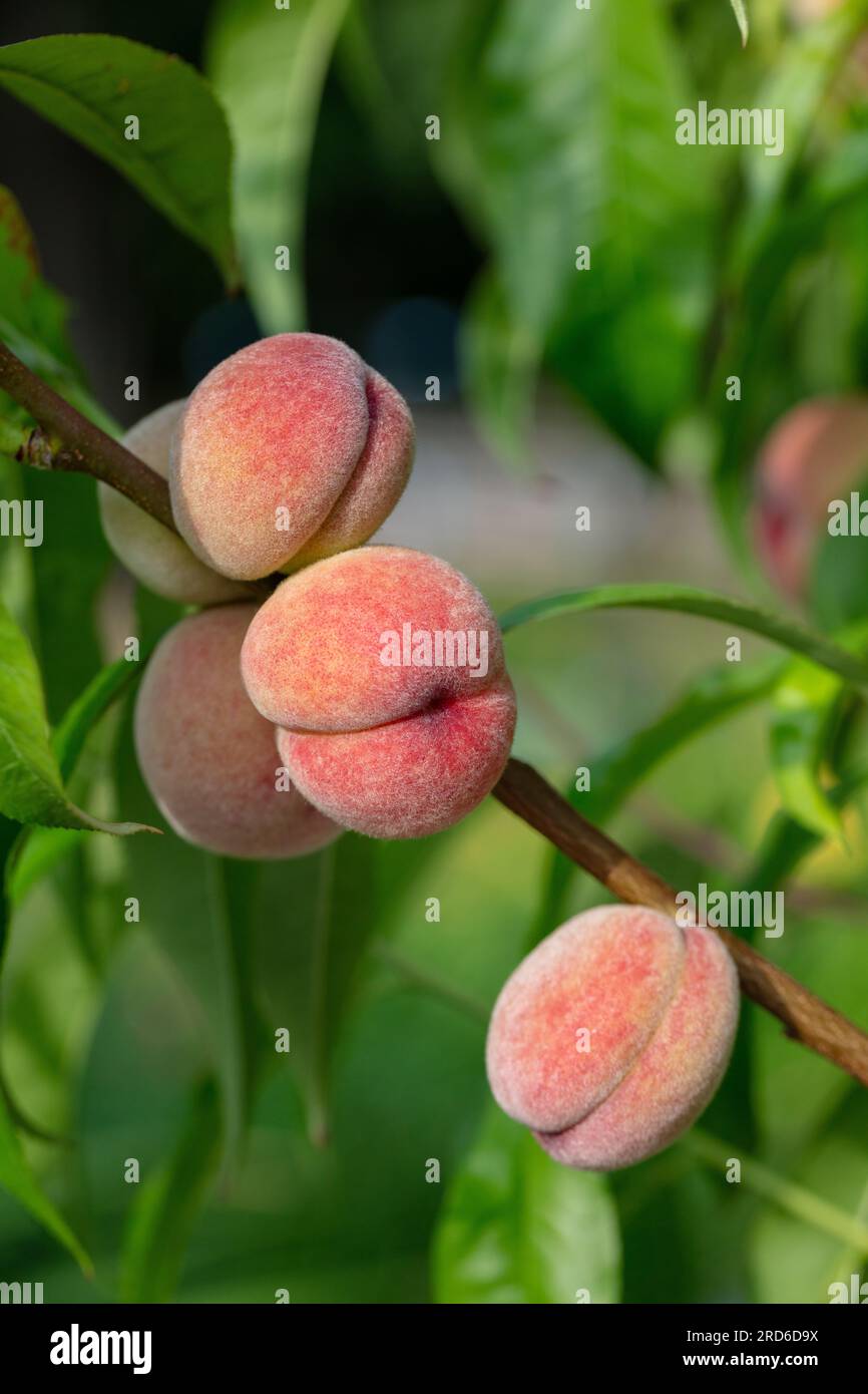 Peach family fruit hi-res stock photography and images - Alamy
