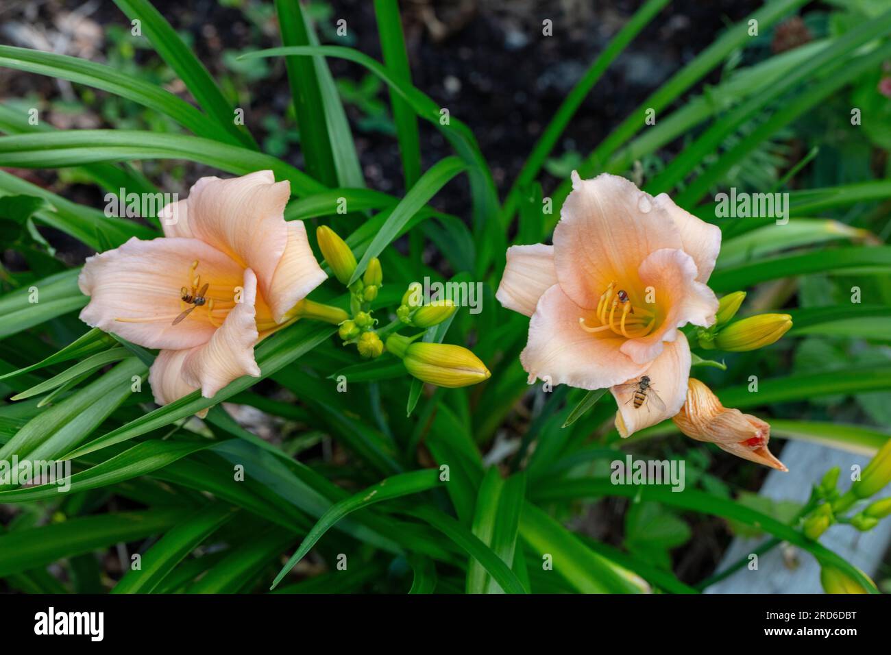 'Mini Pearl' Daylily, Daglilja (Hemerocallis Stock Photo - Alamy
