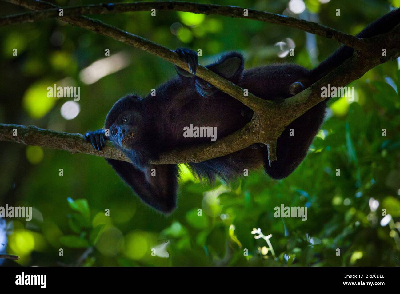 Coiba Howler Monkey, Alouatta coibensis, inside the rainforest at Coiba ...