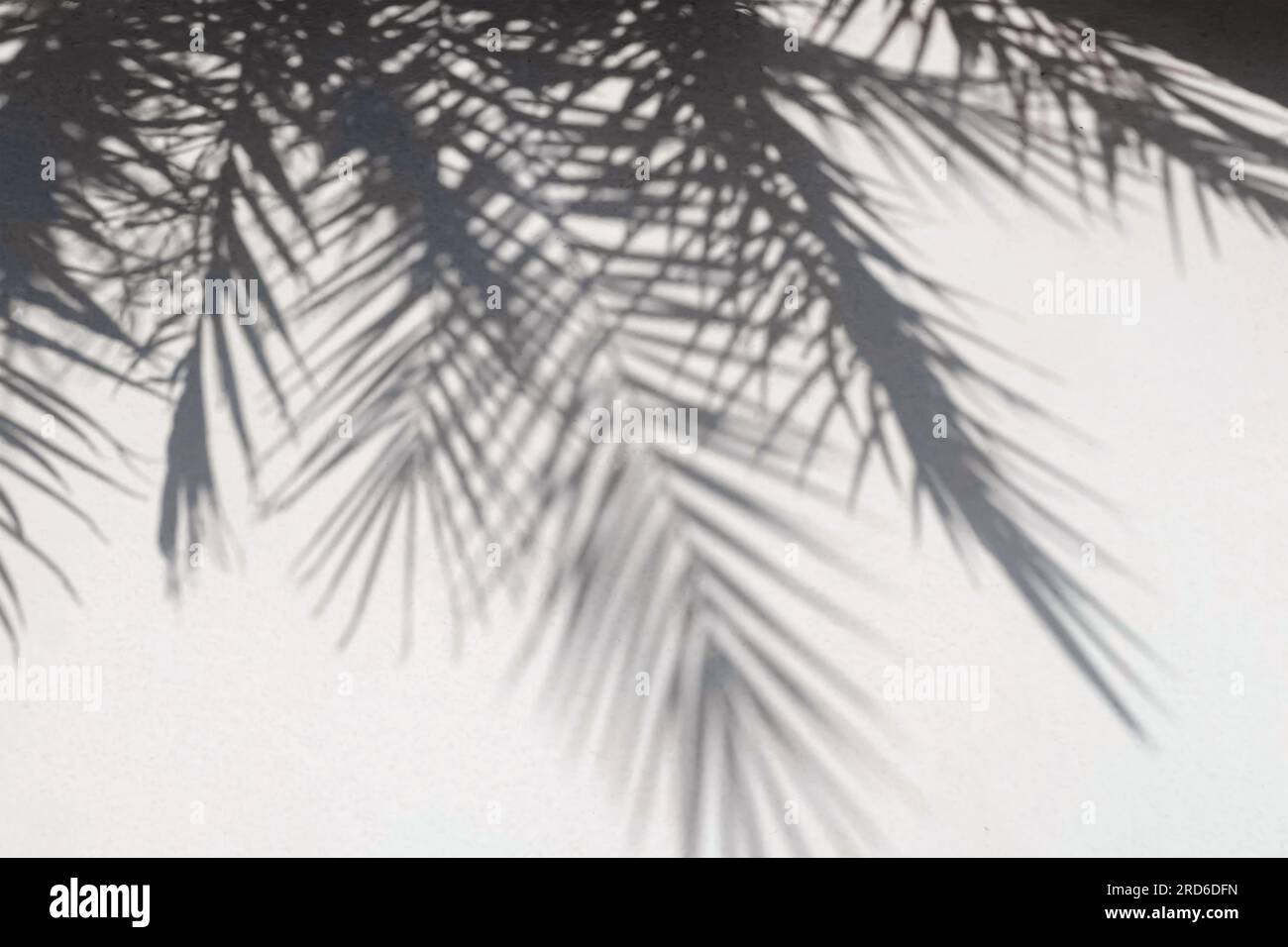 Abstract summer background with palm shadow silhouette on the white wall Stock Photo - Alamy