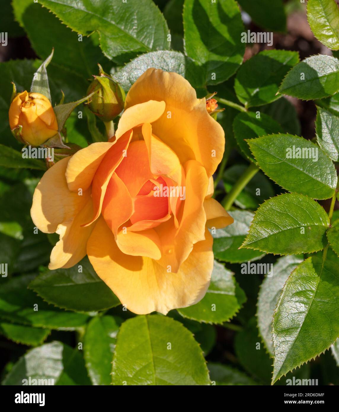 Hansestadt rostock rose hi-res stock photography and images - Alamy