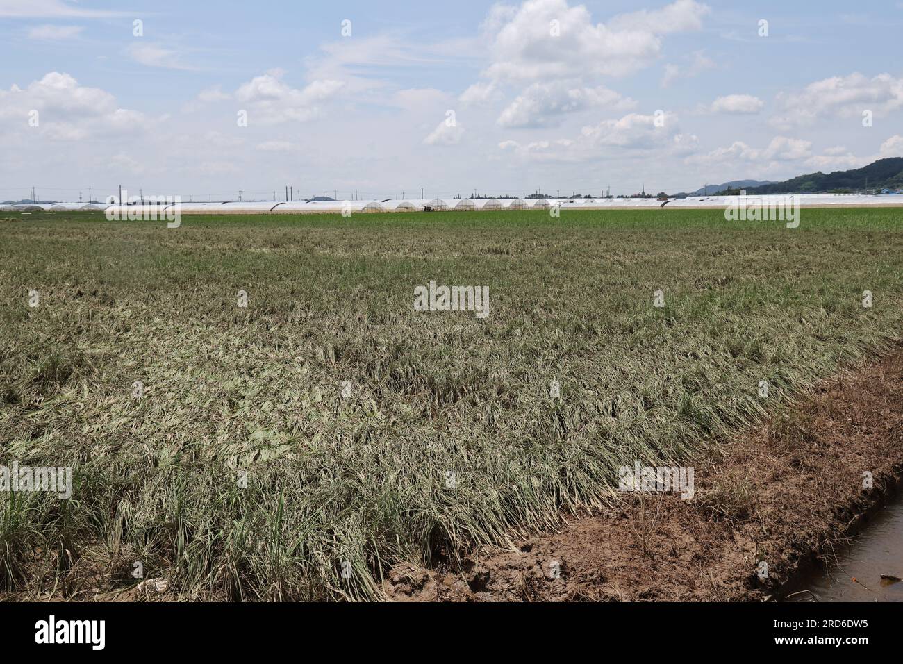 19th July, 2023. Heavy rain damage Rice plants wither in paddies in ...