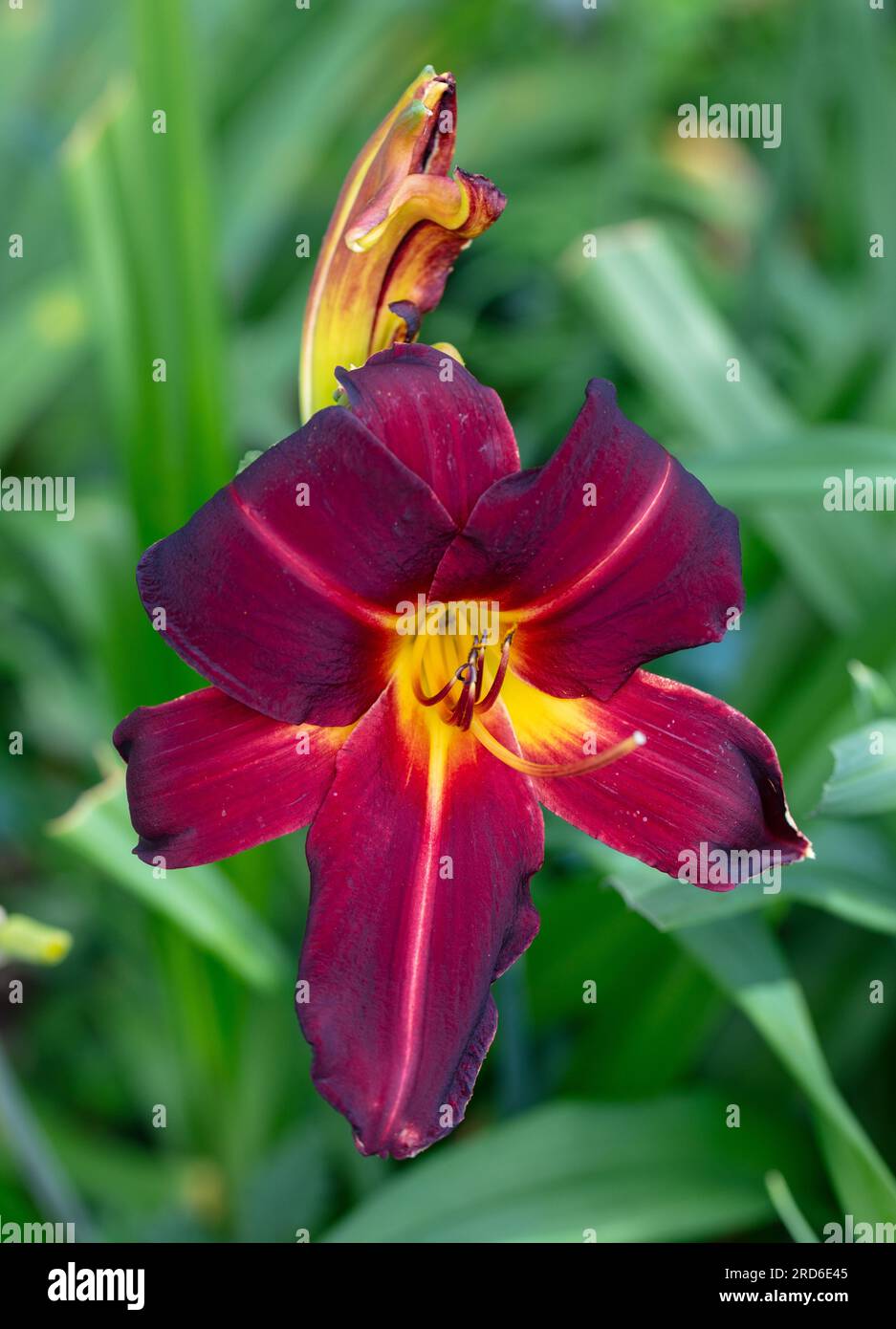 'Chicago Blackout' Daylily, Daglilja (Hemerocallis Stock Photo - Alamy