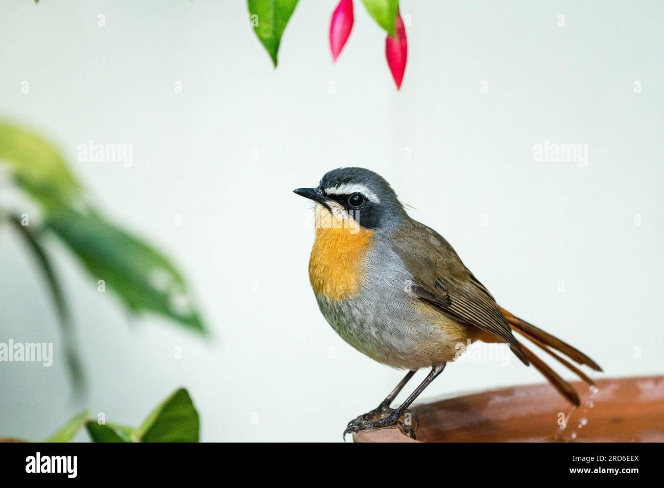 Cape robin hi-res stock photography and images - Alamy
