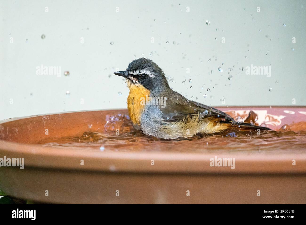 Cape robin chat bird (Cossypha caffra) taking a bath in water closeup ...