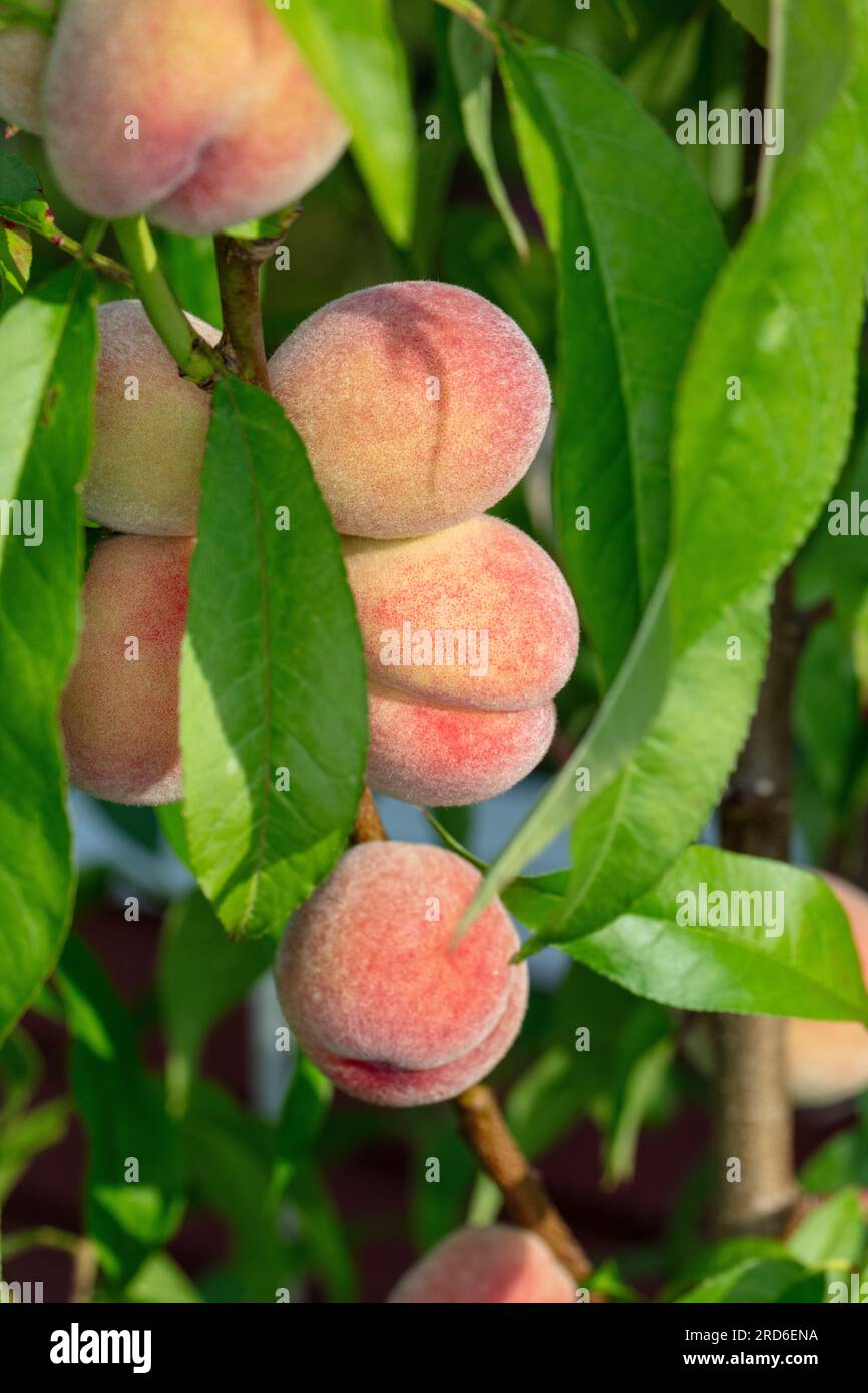 'Frost' Peach, Persika (Prunus persica Stock Photo - Alamy