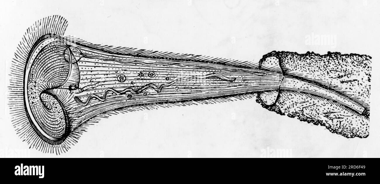 zoology / animals, amoeba, trumpet animacule (Stentor roeseli), drawing ...
