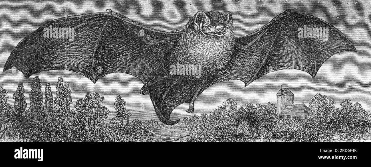 zoology / animals, bat, common bent-wing bat (Miniopterus schreibersii ...