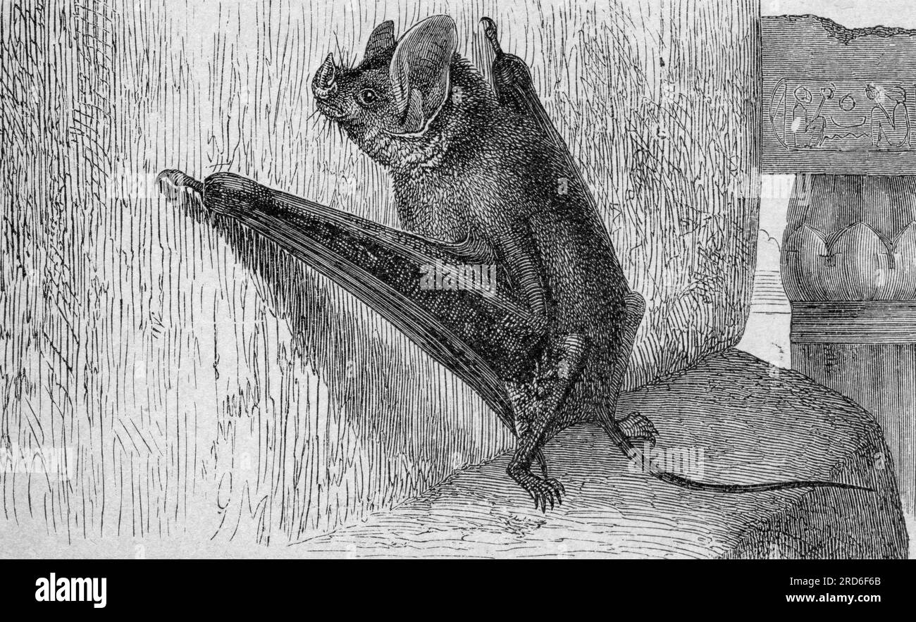 zoology / animals, bat, Greater mouse-tailed bat (Rhinopoma ...