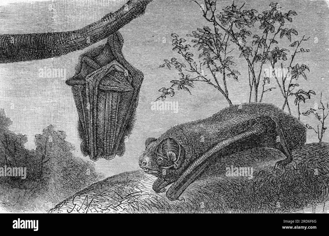 Noctule Black and White Stock Photos & Images - Alamy