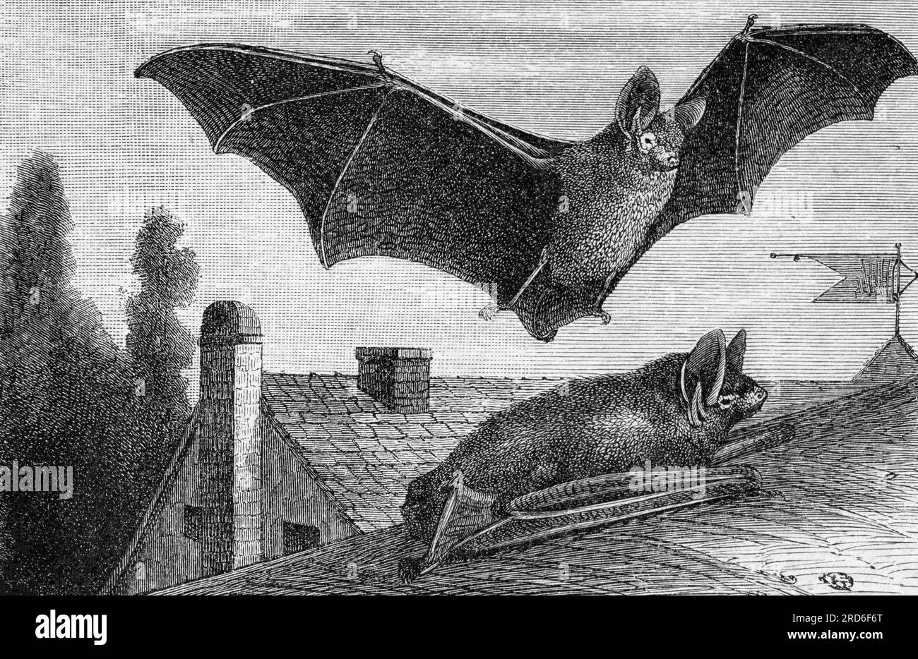 zoology / animals, bat, parti-coloured bat (Vespertilio murinus), wood ...