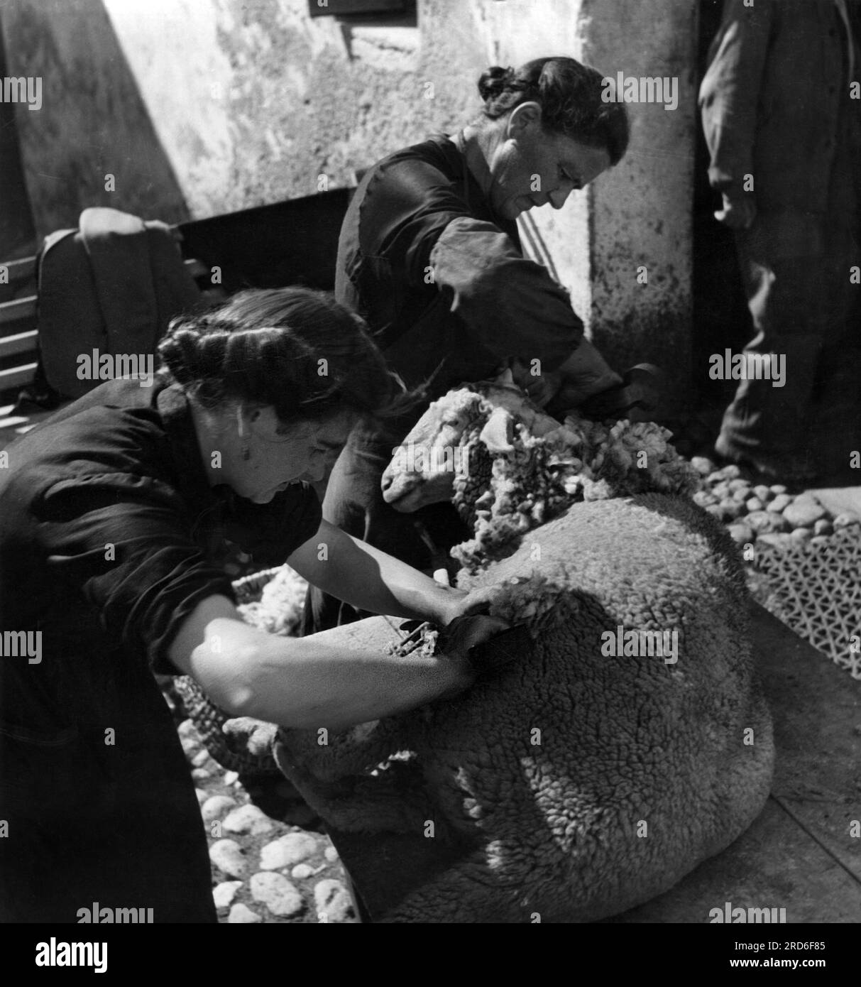 agriculture, livestock farming, sheep, farmer's wifes are sheering a sheep, Germany, 1950s ...