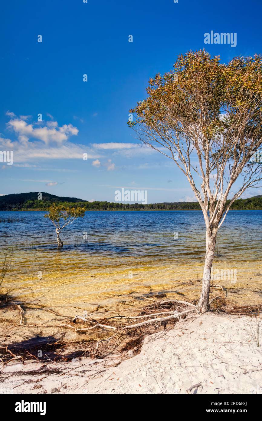 Australia Golden Coast Lagoon Tree Stock Photo - Alamy