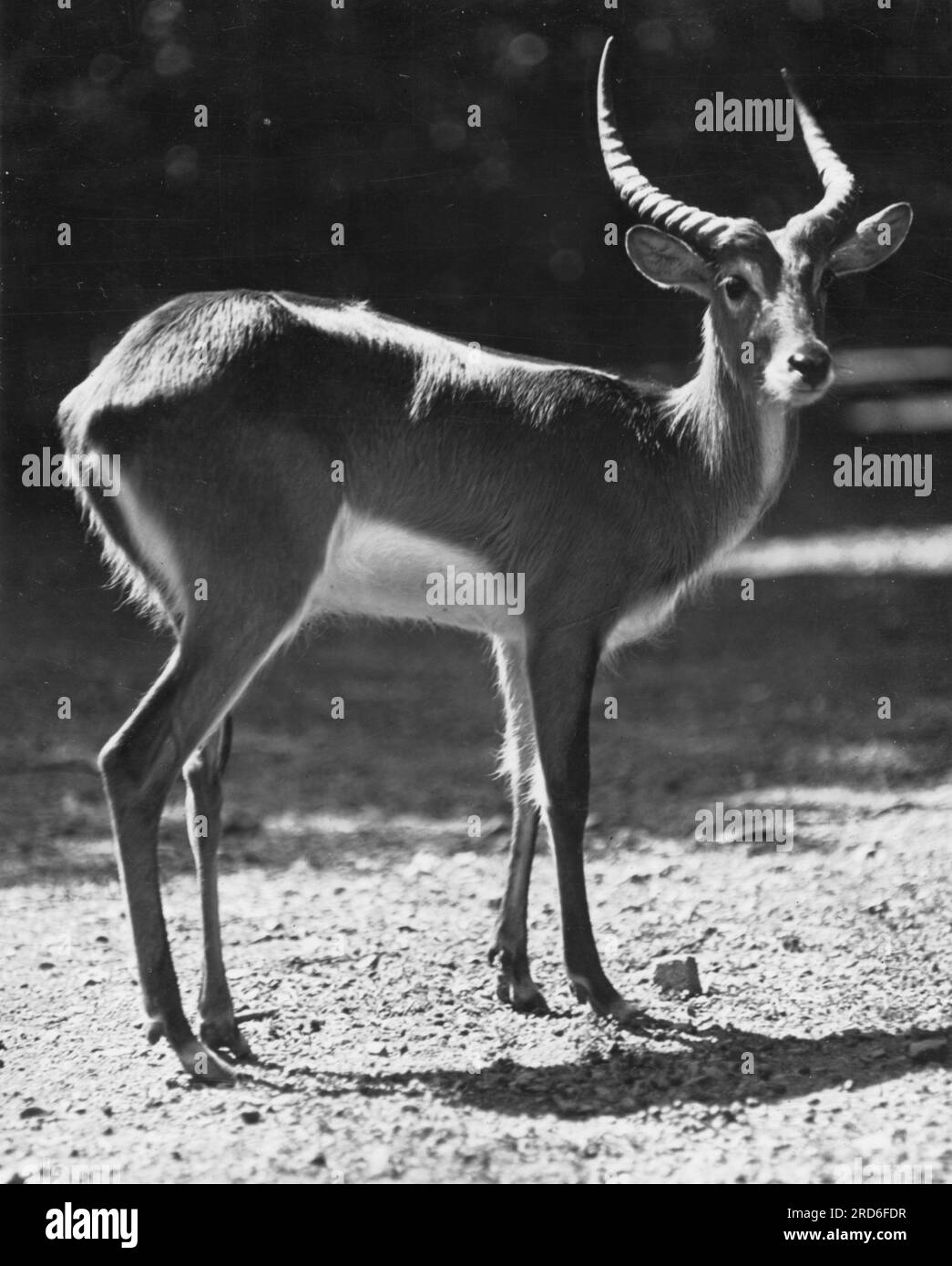 Zoology animals animals Black and White Stock Photos & Images - Alamy