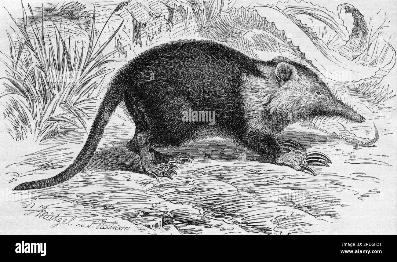 zoology / animals, insectivore, Cuban solenodon (Solenodon cubanus ...