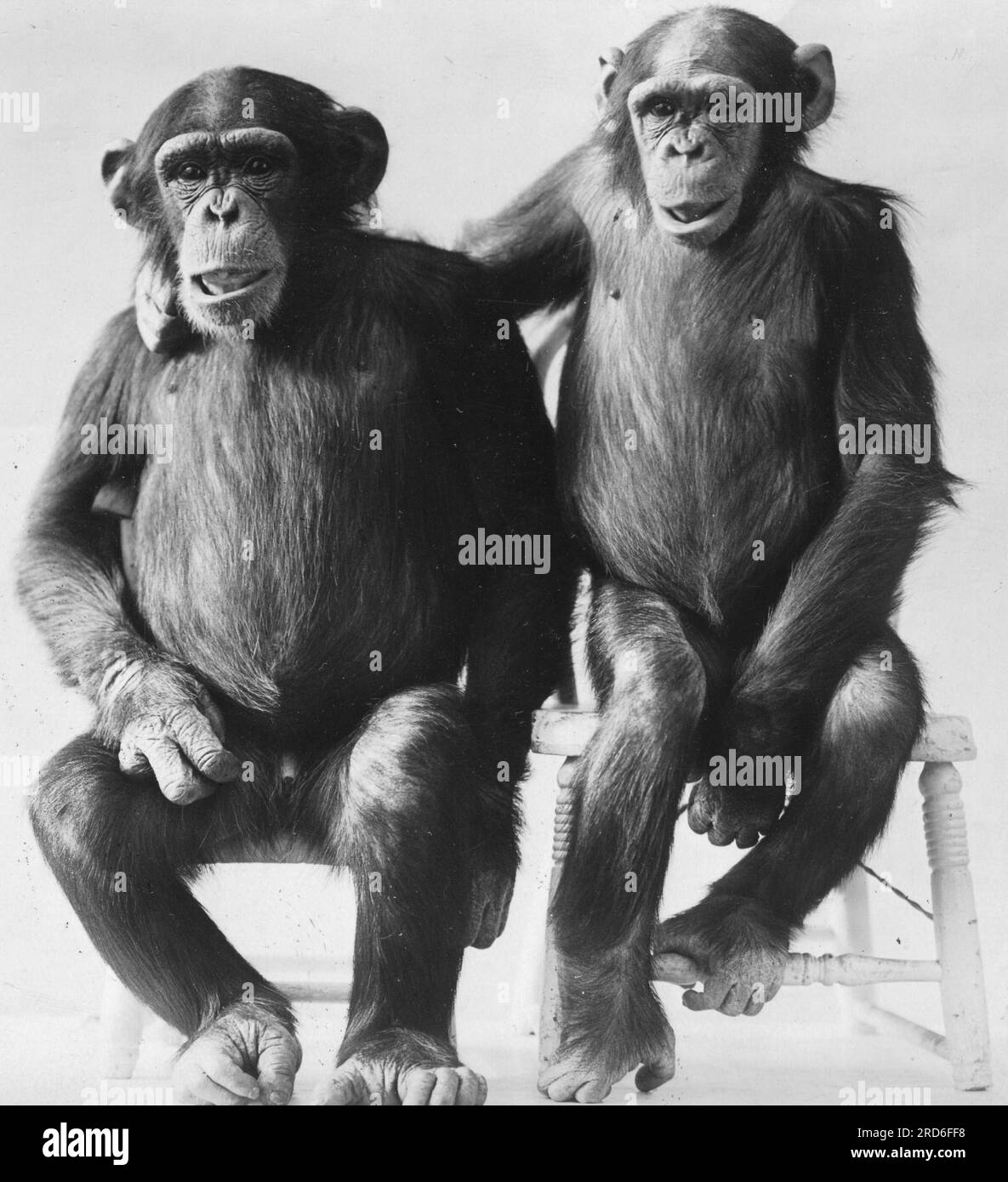 zoology / animals, ape, chimpanzees (Pan), 1950s, ADDITIONAL-RIGHTS ...