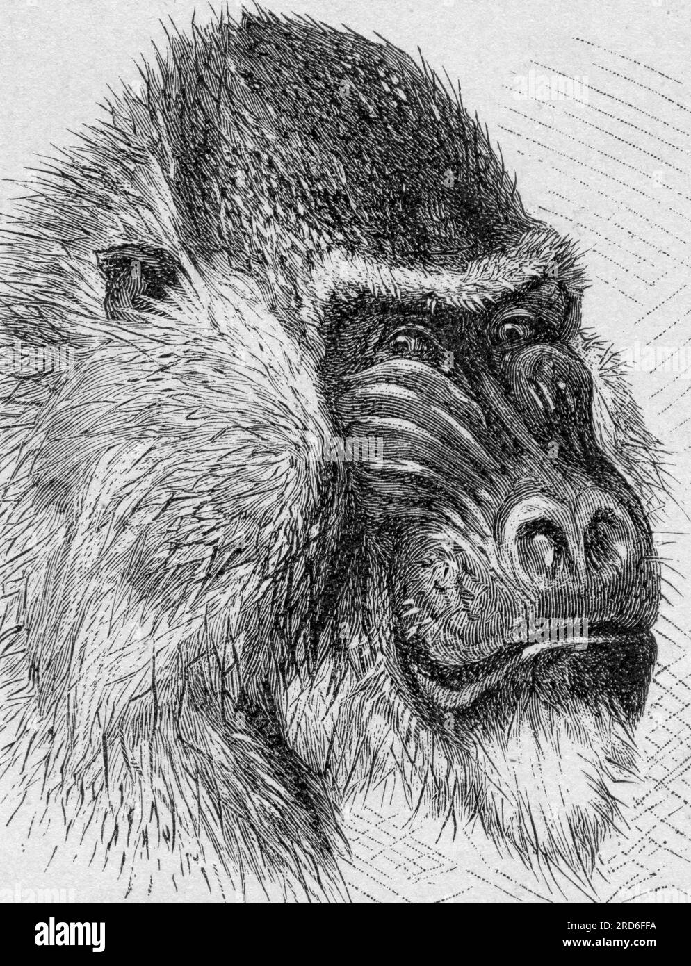 zoology / animals, monkey, mandrill (Mandrillus sphinx), wood engraving ...