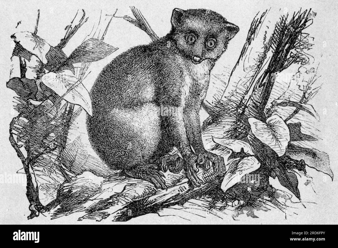 zoology / animals, monkey, calabar angwantibo (Arctocebus calabarensis ...