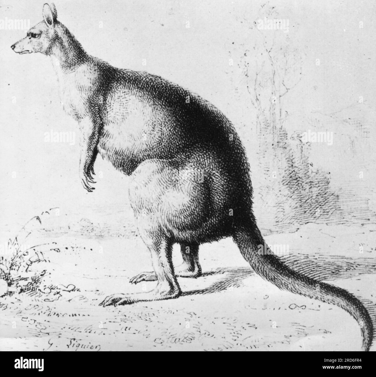 zoology / animals, marsupial, red kangaroo (Macropus rufus), engraving ...
