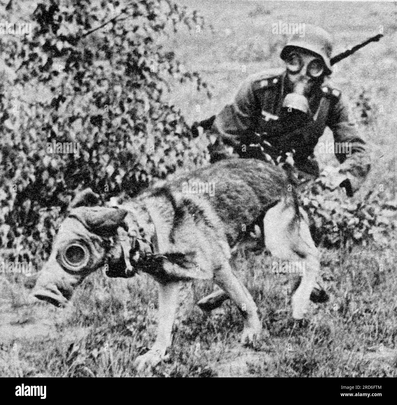 Nazism / National Socialism, military, army, German Shepherd dog as ...