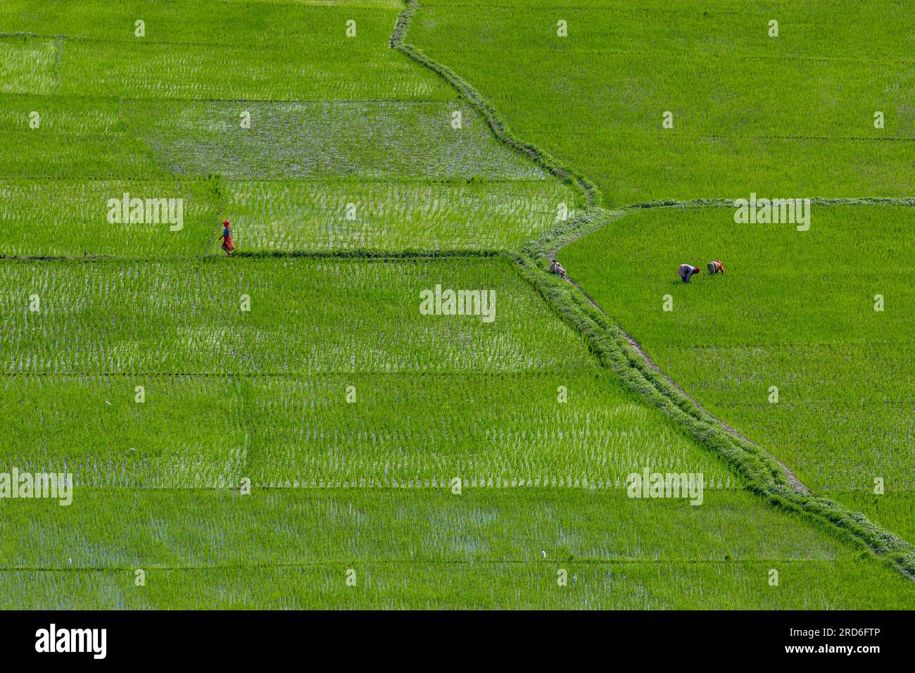 Picturesque of rice fields, Nepal Stock Photo - Alamy