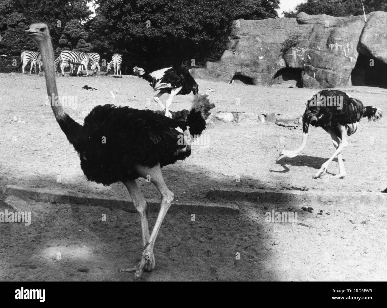 zoology / animals, avian / birds, ostrichs, African Ostrich (Struthio ...