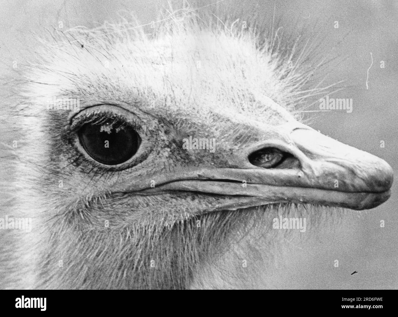 zoology / animals, avian / birds, ostrichs, African Ostrich (Struthio ...