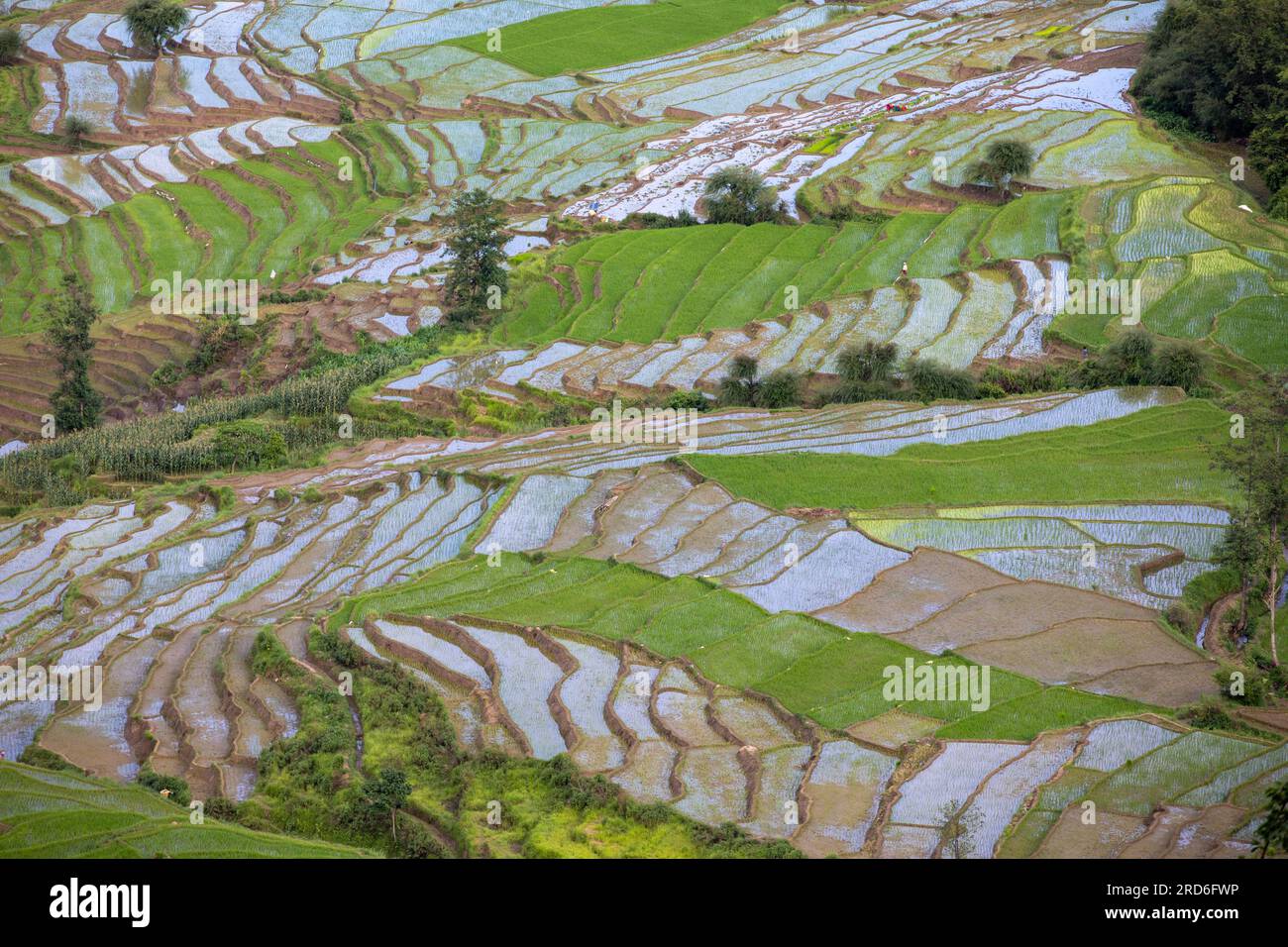 Picturesque of rice fields, Nepal Stock Photo - Alamy