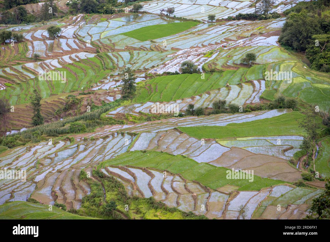 Picturesque of rice fields, Nepal Stock Photo - Alamy